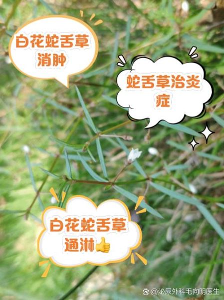 蛇舌草泡水喝的功效_长期喝有副作用吗-第2张图片-山城妙识 蛇舌草泡水喝的功效_长期喝有副作用吗-第2张图片-山城妙识