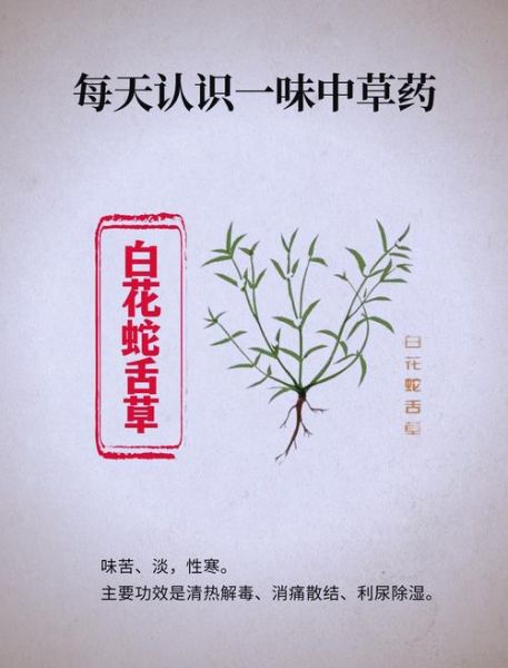 蛇舌草泡水喝的功效_长期喝有副作用吗-第3张图片-山城妙识 蛇舌草泡水喝的功效_长期喝有副作用吗-第3张图片-山城妙识