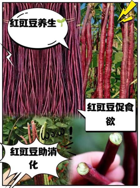 红豇豆的功效与作用禁忌_什么人不能吃-第1张图片-山城妙识