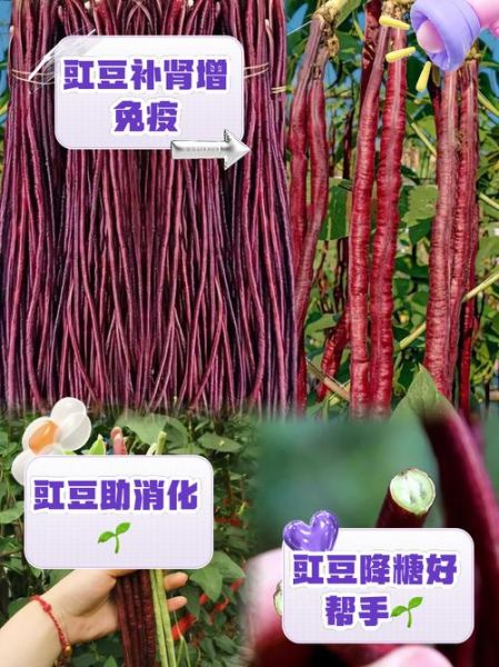 红豇豆的功效与作用禁忌_什么人不能吃-第2张图片-山城妙识