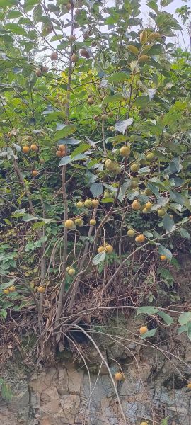 野柿子的功效与作用_野柿子能降血糖吗-第2张图片-山城妙识