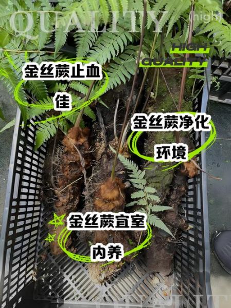 蕨菜的功效与作用_蕨菜的禁忌有哪些-第1张图片-山城妙识