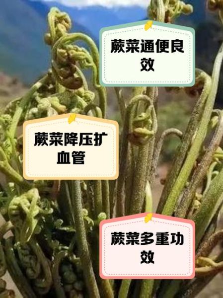蕨菜的功效与作用_蕨菜的禁忌有哪些-第2张图片-山城妙识