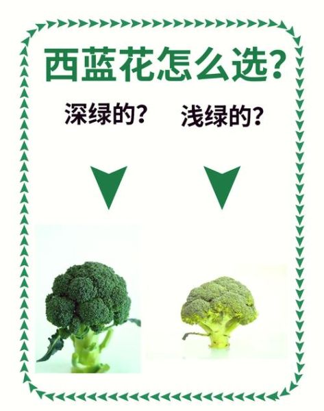西兰花品种大全图片_如何挑选高产抗病品种-第1张图片-山城妙识 西兰花品种大全图片_如何挑选高产抗病品种-第1张图片-山城妙识