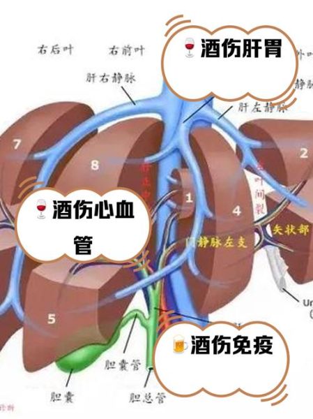 喝酒的危害有哪些_长期饮酒对身体的影响-第2张图片-山城妙识