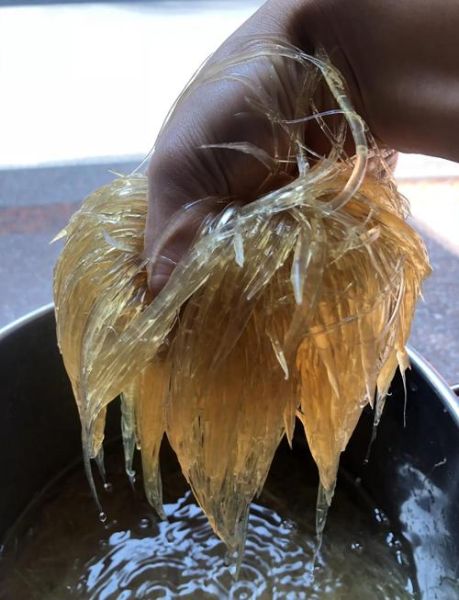 鱼翅怎么泡发_鱼翅怎么吃法大全集-第2张图片-山城妙识 鱼翅怎么泡发_鱼翅怎么吃法大全集-第2张图片-山城妙识