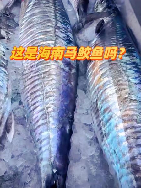 鲅鱼是什么鱼_鲅鱼和马鲛鱼的区别-第1张图片-山城妙识 鲅鱼是什么鱼_鲅鱼和马鲛鱼的区别-第1张图片-山城妙识