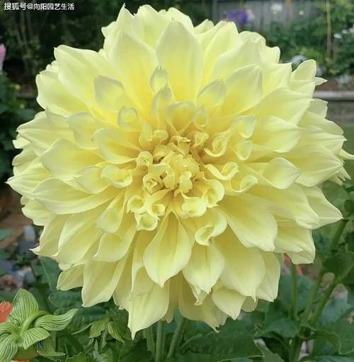 地瓜花图片大全_如何区分品种-第2张图片-山城妙识 地瓜花图片大全_如何区分品种-第2张图片-山城妙识