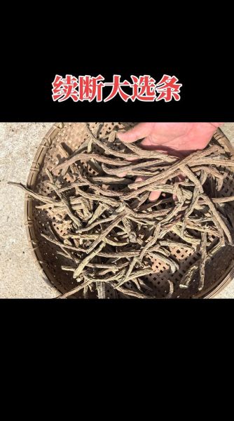 茯苓多少钱一斤_茯苓价格影响因素-第1张图片-山城妙识 茯苓多少钱一斤_茯苓价格影响因素-第1张图片-山城妙识