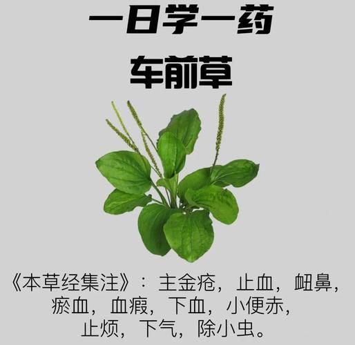 车前草的功效与作用_车前草图片长什么样-第3张图片-山城妙识