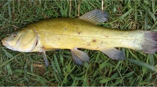 鲈鱼是世界上最脏的鱼_真相还是谣言-第2张图片-山城妙识