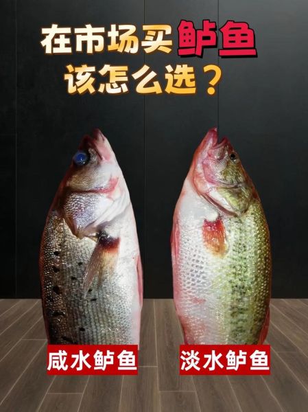 鲈鱼是世界上最脏的鱼_真相还是谣言-第1张图片-山城妙识