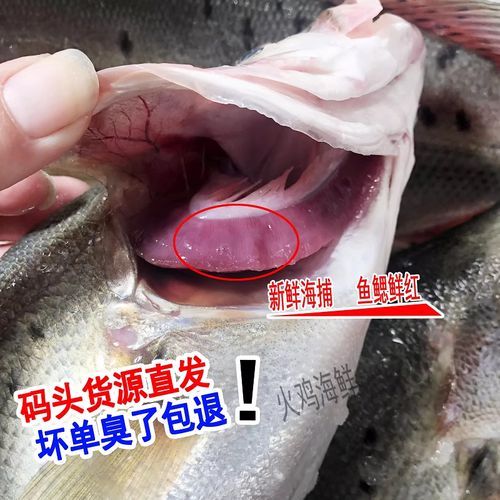 鲈鱼是世界上最脏的鱼_真相还是谣言-第3张图片-山城妙识