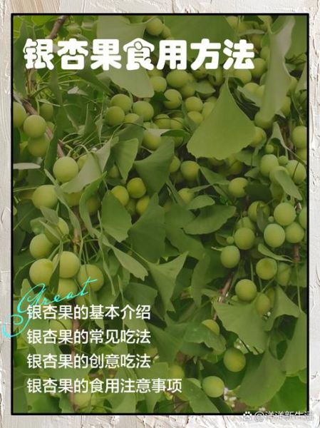 银杏白果怎么吃法_银杏白果的正确吃法-第1张图片-山城妙识 银杏白果怎么吃法_银杏白果的正确吃法-第1张图片-山城妙识