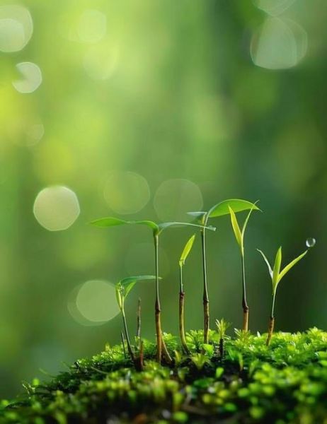 雨后春笋是什么意思_雨后春笋的典故-第2张图片-山城妙识 雨后春笋是什么意思_雨后春笋的典故-第2张图片-山城妙识