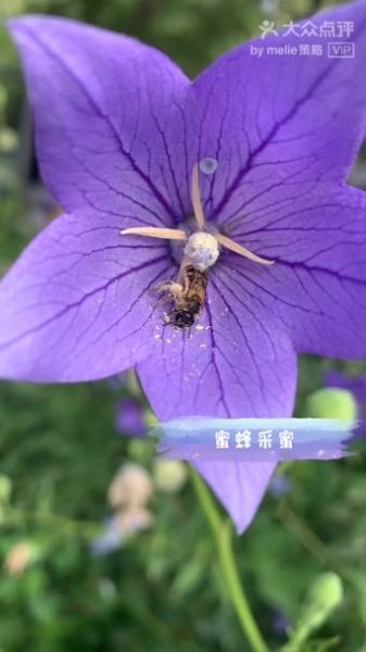 桔梗怎么读_桔梗的正确拼音-第2张图片-山城妙识 桔梗怎么读_桔梗的正确拼音-第2张图片-山城妙识