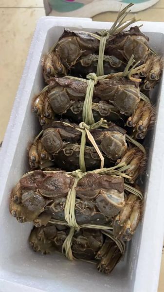 太湖大闸蟹多少钱一只_正宗太湖蟹价格表-第3张图片-山城妙识 太湖大闸蟹多少钱一只_正宗太湖蟹价格表-第3张图片-山城妙识