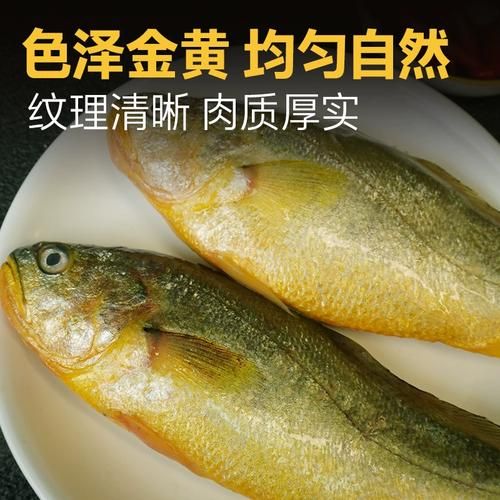 舟山野生大黄鱼多少钱一斤_如何辨别真假-第3张图片-山城妙识 舟山野生大黄鱼多少钱一斤_如何辨别真假-第3张图片-山城妙识