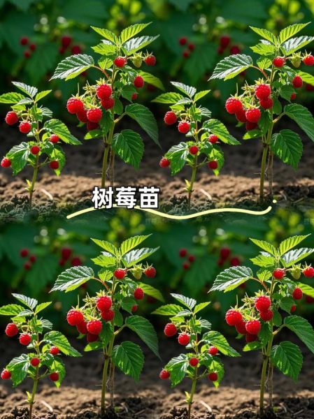 小覆盆子和大覆盆子的区别_哪个更好吃-第3张图片-山城妙识