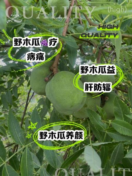 野生木瓜图片_如何辨别真假-第1张图片-山城妙识 野生木瓜图片_如何辨别真假-第1张图片-山城妙识