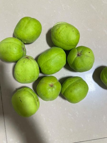 野生木瓜图片_如何辨别真假-第2张图片-山城妙识 野生木瓜图片_如何辨别真假-第2张图片-山城妙识