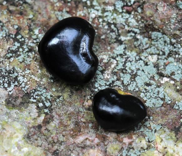 野生木瓜图片_如何辨别真假-第3张图片-山城妙识 野生木瓜图片_如何辨别真假-第3张图片-山城妙识