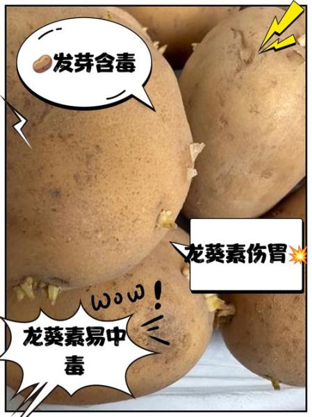 土豆有芽眼算发芽吗_还能不能吃-第1张图片-山城妙识 土豆有芽眼算发芽吗_还能不能吃-第1张图片-山城妙识