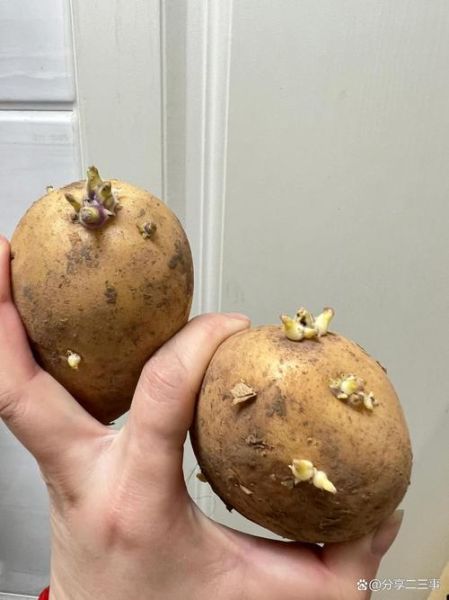 土豆有芽眼算发芽吗_还能不能吃-第2张图片-山城妙识 土豆有芽眼算发芽吗_还能不能吃-第2张图片-山城妙识