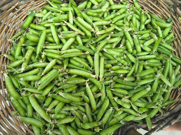 豌豆角的营养价值_豌豆角的功效与作用-第1张图片-山城妙识