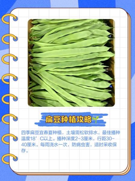 又扁又薄的豆角叫什么_扁豆角和四季豆区别-第2张图片-山城妙识
