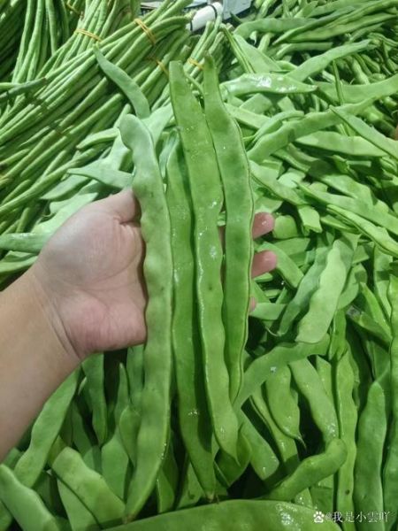 又扁又薄的豆角叫什么_扁豆角和四季豆区别-第3张图片-山城妙识