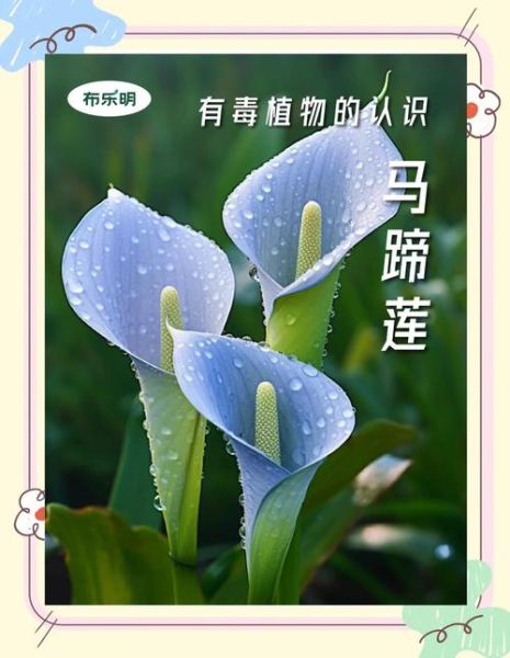 马蹄莲有毒吗_误食后怎么办-第1张图片-山城妙识