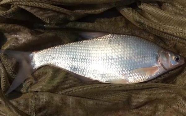 鳊鱼价格多少钱一斤_鳊鱼为什么时贵时便宜-第1张图片-山城妙识 鳊鱼价格多少钱一斤_鳊鱼为什么时贵时便宜-第1张图片-山城妙识