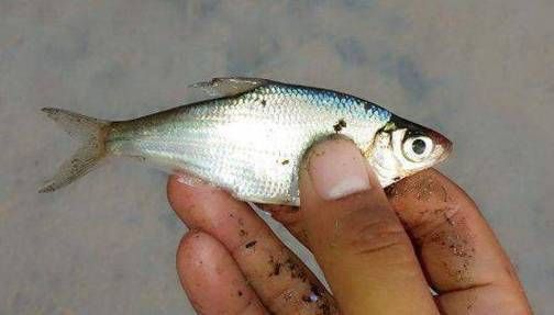 鳊鱼价格多少钱一斤_鳊鱼为什么时贵时便宜-第2张图片-山城妙识 鳊鱼价格多少钱一斤_鳊鱼为什么时贵时便宜-第2张图片-山城妙识