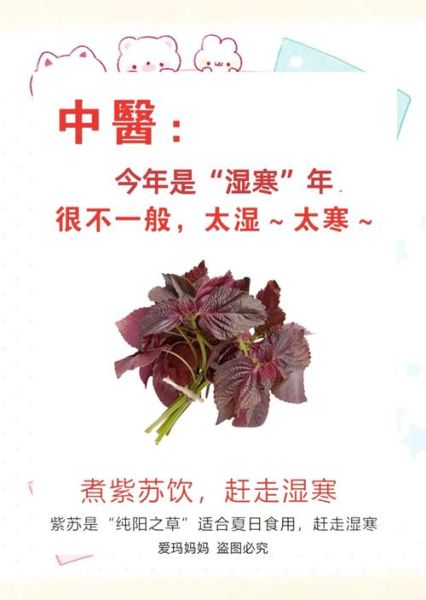 紫苏治什么病效果最好_紫苏叶怎么吃治感冒最快-第2张图片-山城妙识 紫苏治什么病效果最好_紫苏叶怎么吃治感冒最快-第2张图片-山城妙识