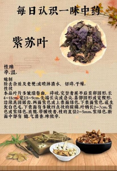 紫苏治什么病效果最好_紫苏叶怎么吃治感冒最快-第1张图片-山城妙识 紫苏治什么病效果最好_紫苏叶怎么吃治感冒最快-第1张图片-山城妙识