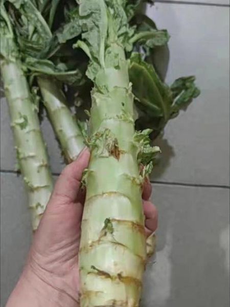 吃莴笋对眼睛不好是真的吗_莴笋伤眼谣言解析-第2张图片-山城妙识 吃莴笋对眼睛不好是真的吗_莴笋伤眼谣言解析-第2张图片-山城妙识