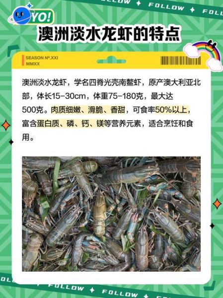 淡水龙虾怎么养_淡水龙虾吃什么-第1张图片-山城妙识 淡水龙虾怎么养_淡水龙虾吃什么-第1张图片-山城妙识