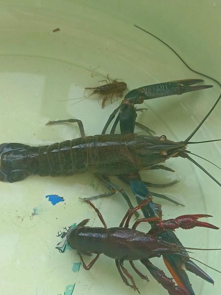 淡水龙虾怎么养_淡水龙虾吃什么-第3张图片-山城妙识 淡水龙虾怎么养_淡水龙虾吃什么-第3张图片-山城妙识