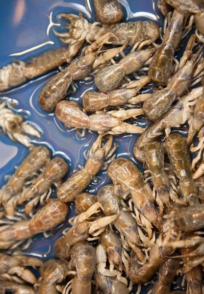 蝼蛄虾能吃吗_蝼蛄虾怎么吃才安全-第2张图片-山城妙识