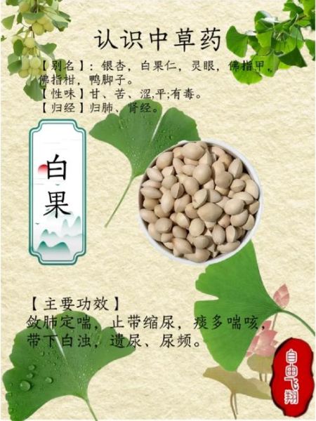 白果怎么吃最好_白果的功效与作用禁忌-第2张图片-山城妙识 白果怎么吃最好_白果的功效与作用禁忌-第2张图片-山城妙识
