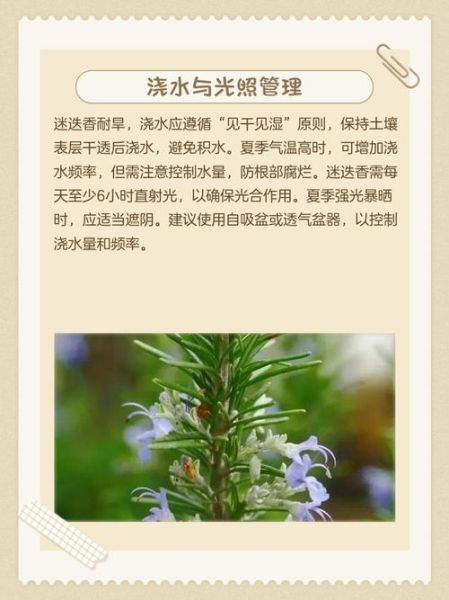 迷迭香怎么种_迷迭香种植方法-第2张图片-山城妙识 迷迭香怎么种_迷迭香种植方法-第2张图片-山城妙识