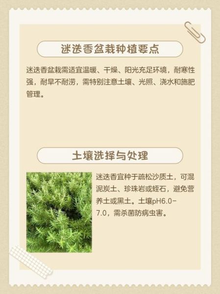迷迭香怎么种_迷迭香种植方法-第1张图片-山城妙识 迷迭香怎么种_迷迭香种植方法-第1张图片-山城妙识