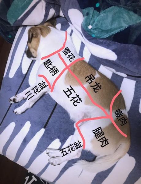 狗肉怎么炖才好吃_狗肉的做法和步骤-第1张图片-山城妙识 狗肉怎么炖才好吃_狗肉的做法和步骤-第1张图片-山城妙识