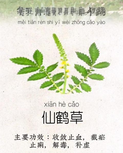 仙鹤草禁忌人群_仙鹤草不能与什么同服-第2张图片-山城妙识 仙鹤草禁忌人群_仙鹤草不能与什么同服-第2张图片-山城妙识