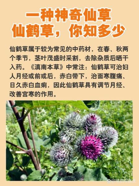 仙鹤草禁忌人群_仙鹤草不能与什么同服-第1张图片-山城妙识 仙鹤草禁忌人群_仙鹤草不能与什么同服-第1张图片-山城妙识