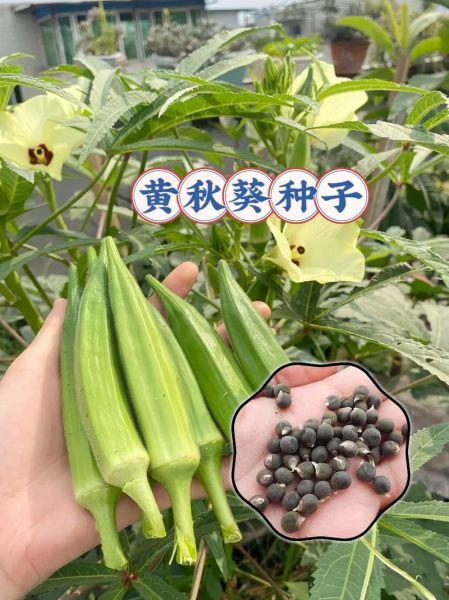 黄秋葵花多少钱一斤_黄秋葵花价格行情-第1张图片-山城妙识 黄秋葵花多少钱一斤_黄秋葵花价格行情-第1张图片-山城妙识