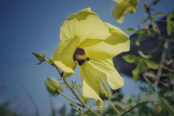 黄秋葵花多少钱一斤_黄秋葵花价格行情-第2张图片-山城妙识 黄秋葵花多少钱一斤_黄秋葵花价格行情-第2张图片-山城妙识