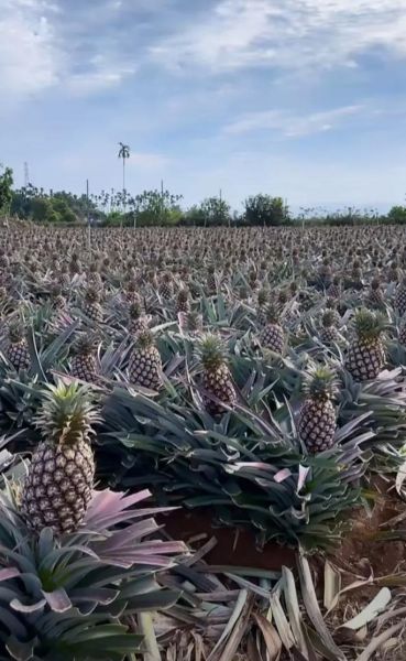 台湾凤梨现在怎么样了_还能出口吗-第1张图片-山城妙识