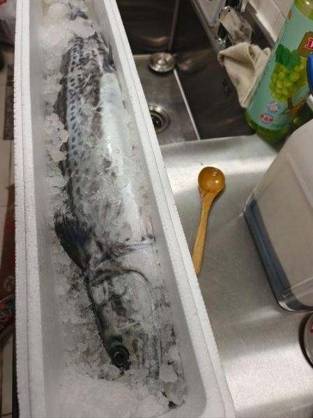 鲅鱼是海鱼吗_鲅鱼属于什么鱼-第1张图片-山城妙识